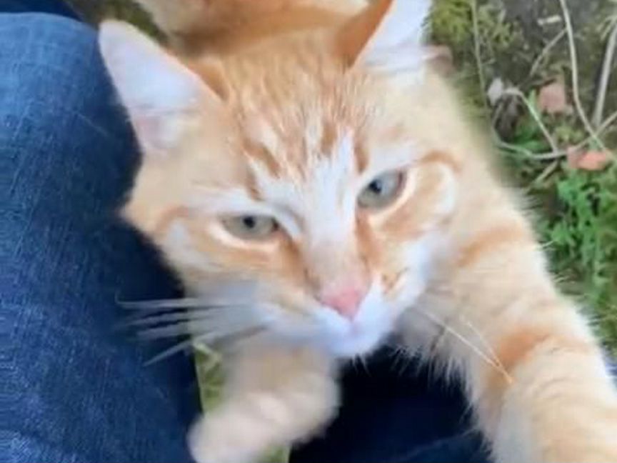 Котик молодой