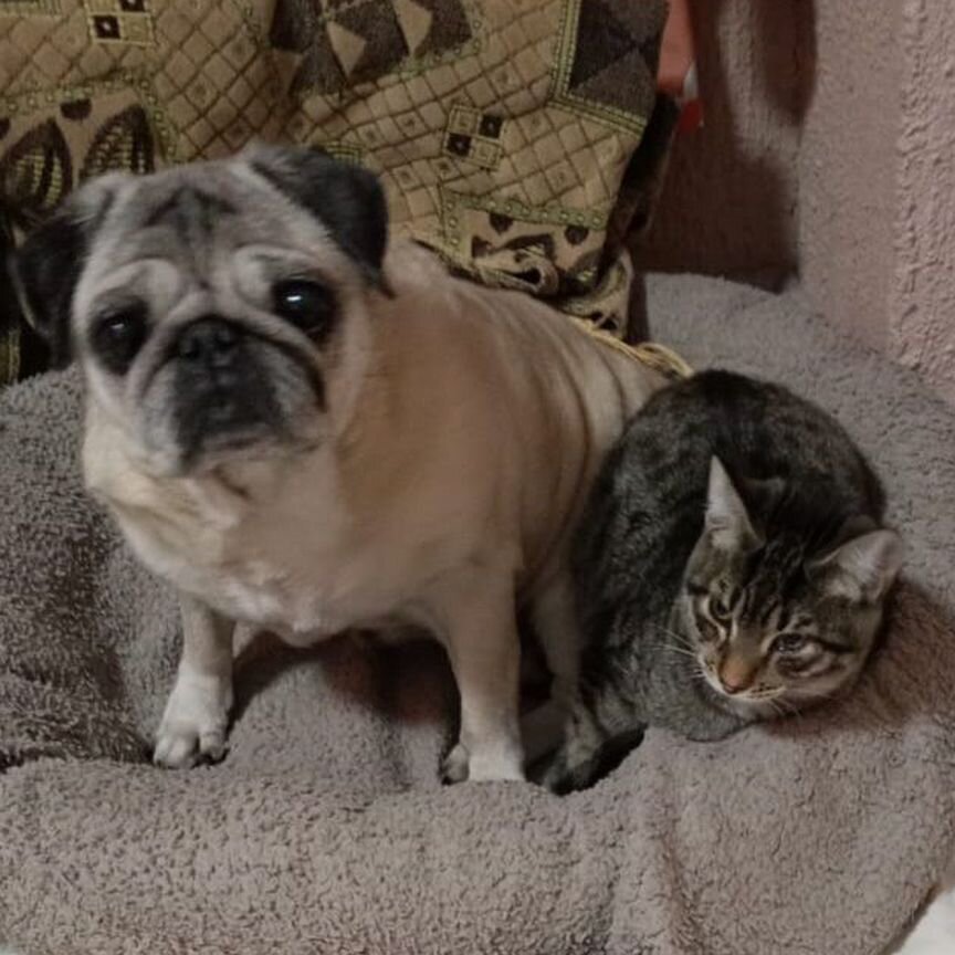 Европейский короткошёрстный котёнок