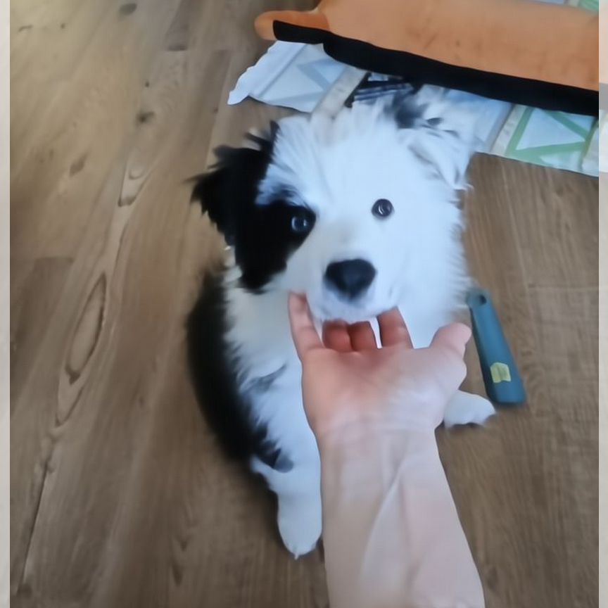 Бордер-колли, щенок