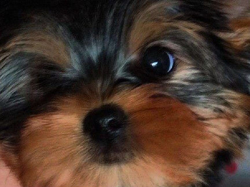 Йоркширский терьер мини щенки