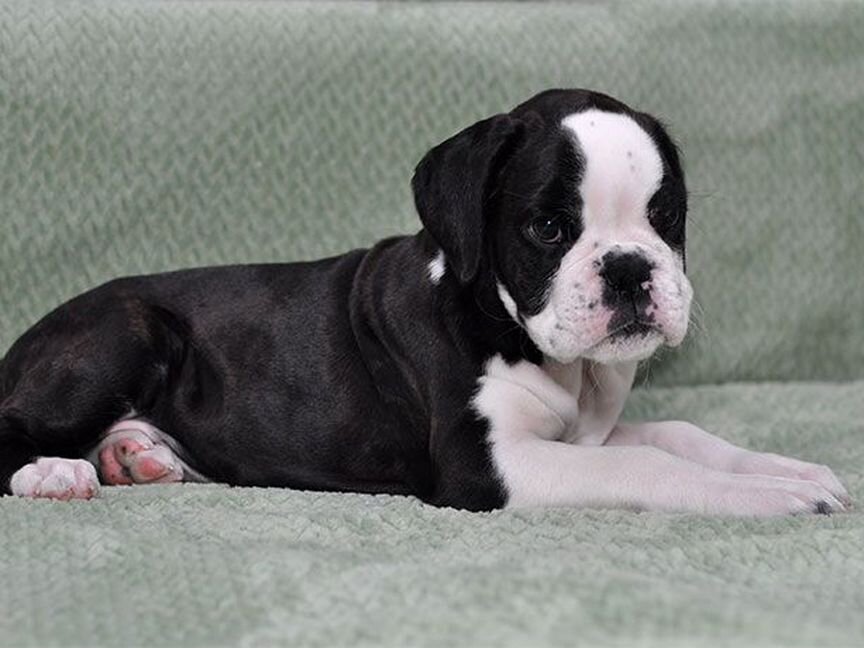 Немецкий боксер Щенки