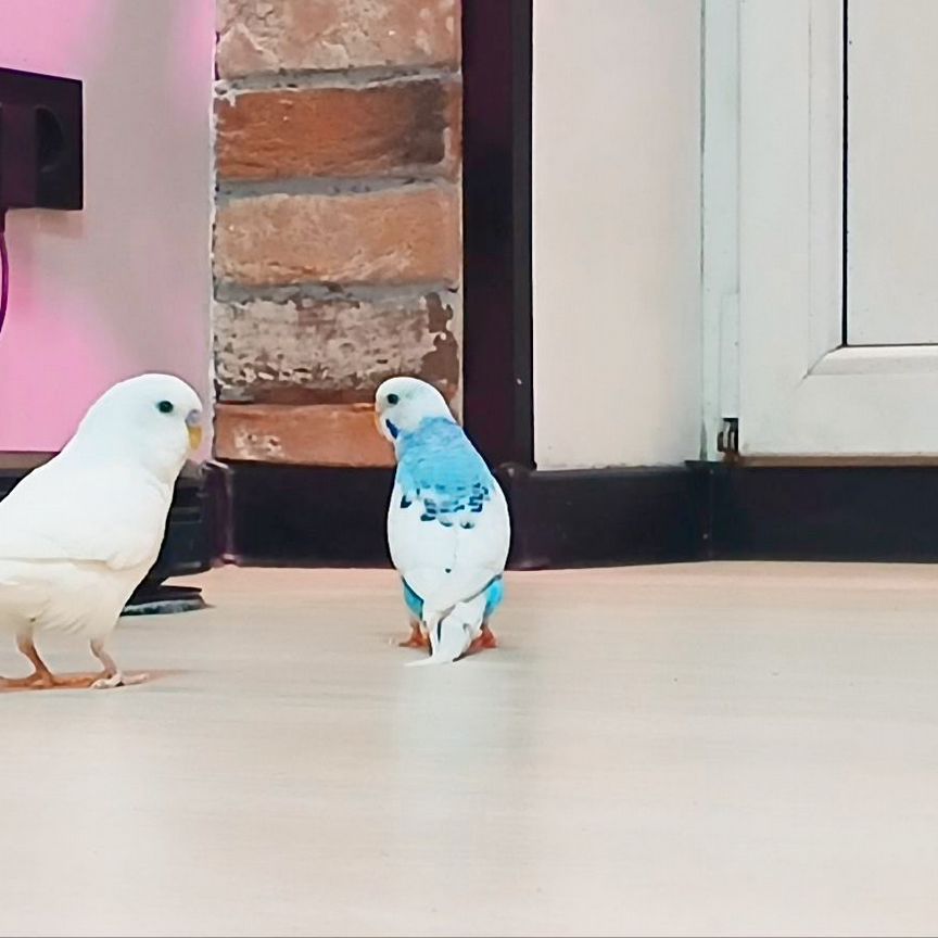 Волнистый попугай с клеткой