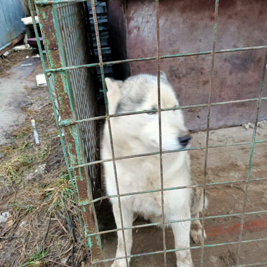 Отдам хаски бесплатно