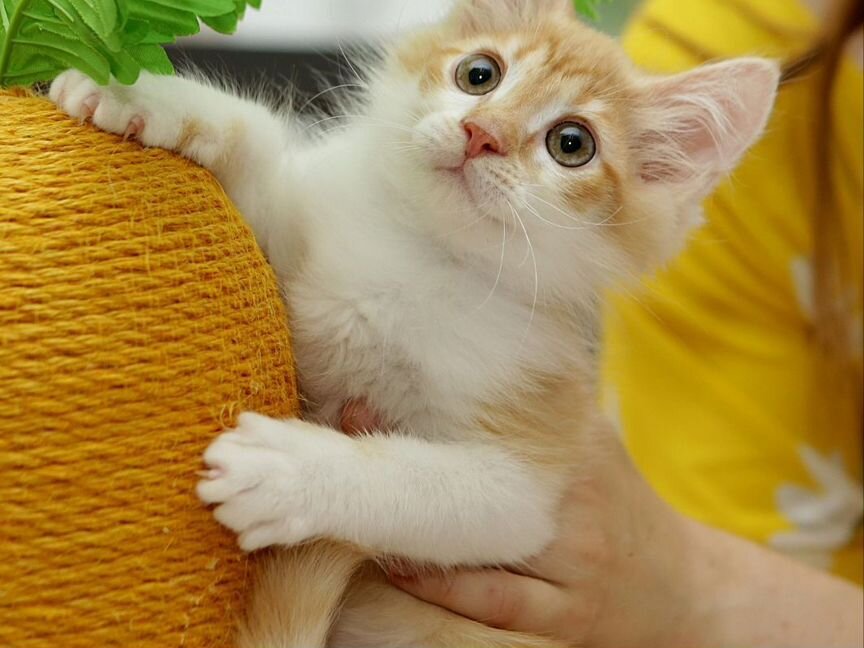 Котенок Персик в добрые ручки
