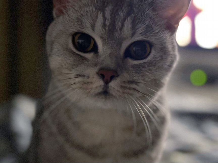 Британский котик в добрый любящие руки