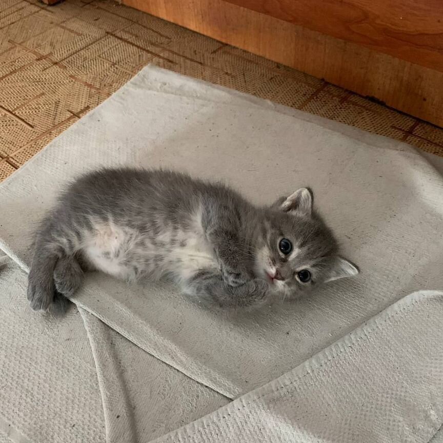 Котята в дар, 2 месяца, мальчик и девочка