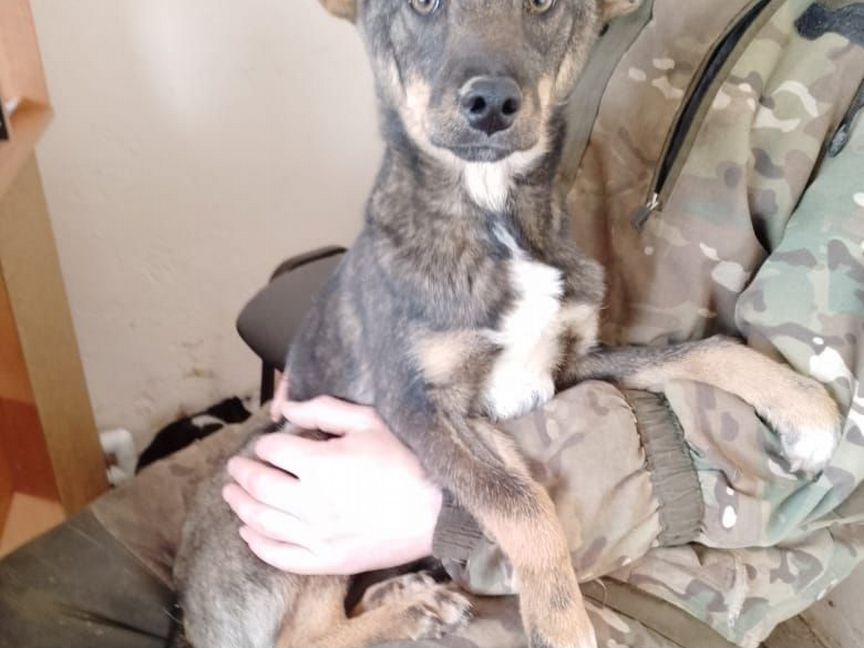 Мелкашик Дядя Федор ищет дом