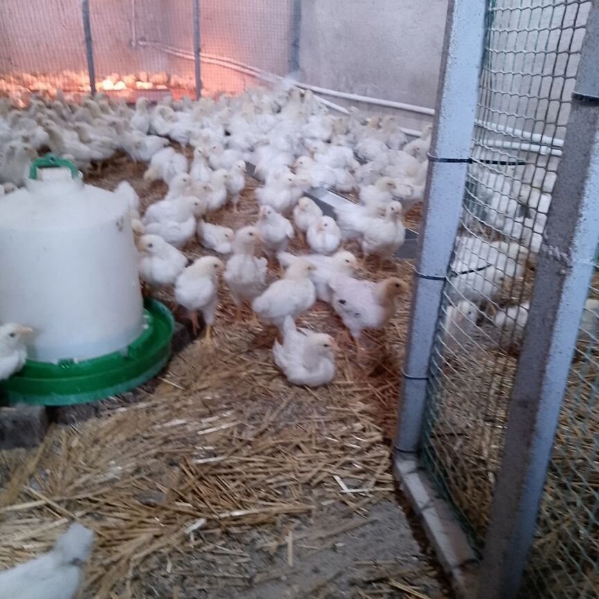 Цыплята месячные