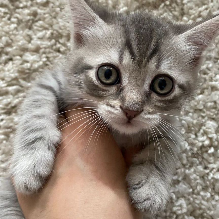 Шотладский котенок прямоухий