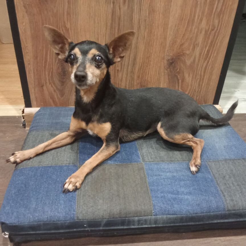 Лажнка-матрасик для собак и кошек