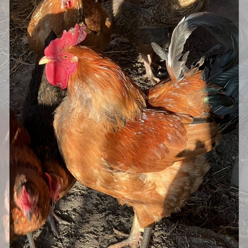 Петух Кучинский