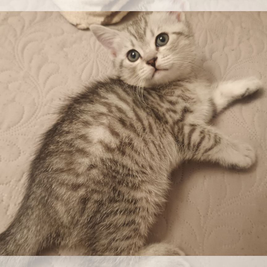 Шотландский прямоухий короткошёрстный котёнок