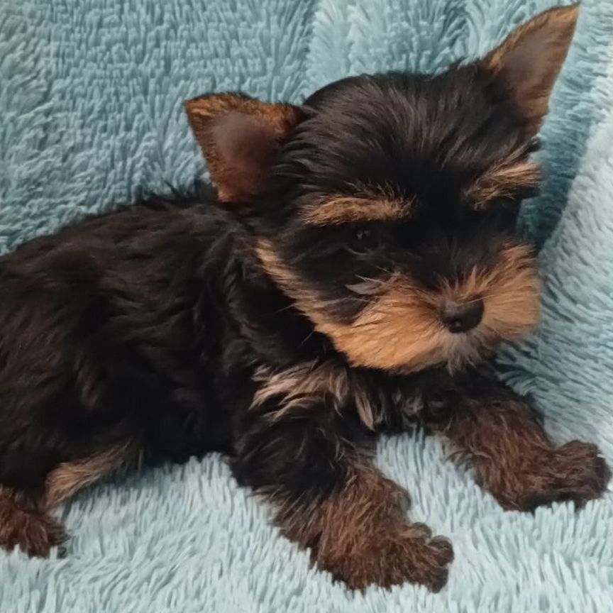 Йоркширский терьер