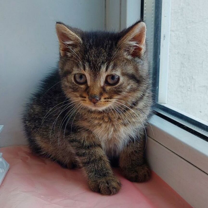 Котенок мальчик