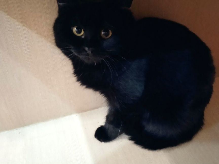 Котята в добрые руки бесплатно