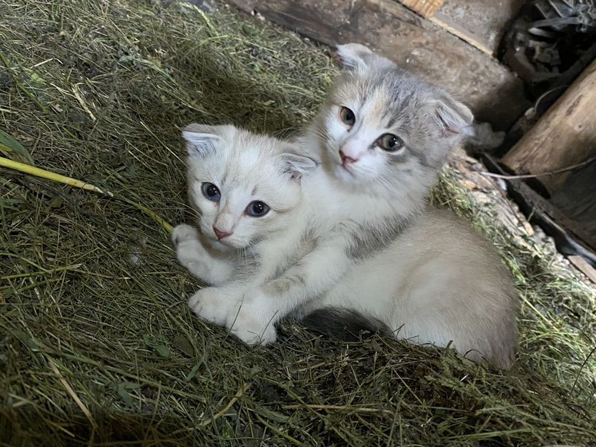 Котята вислоухие