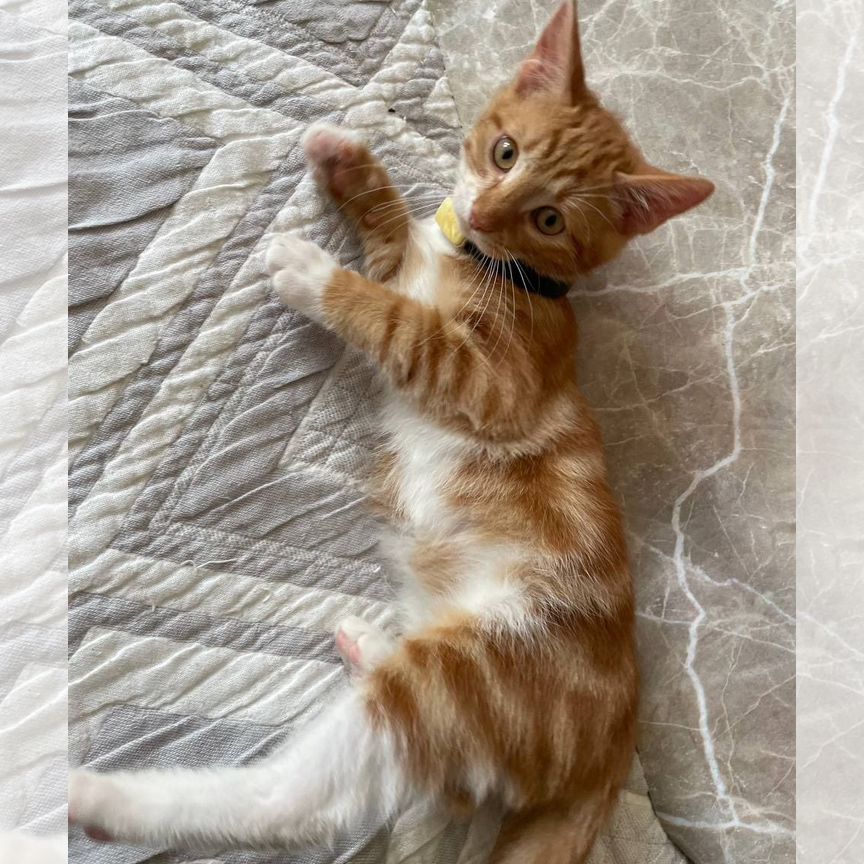 Котенрк Огонек