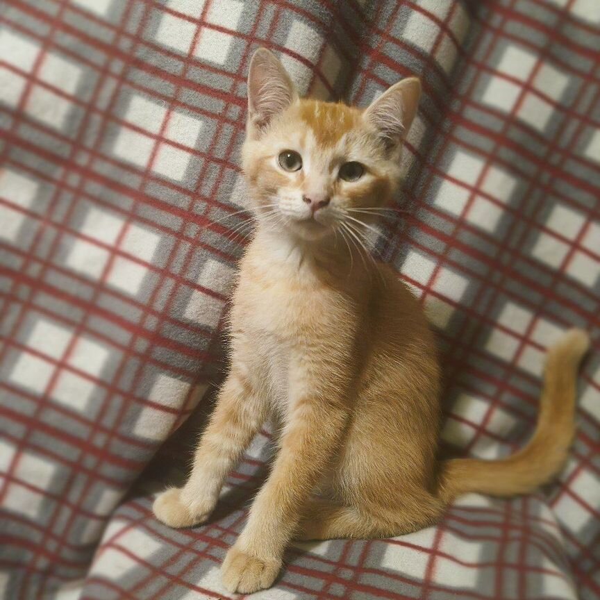 Котёнок Эд Ширан