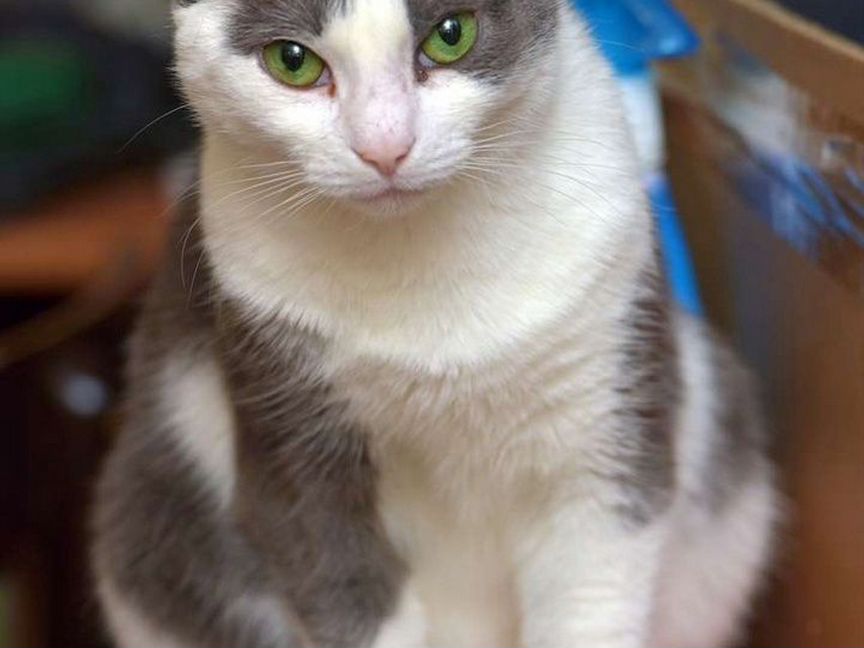 Кошка Шерон около 4 х лет
