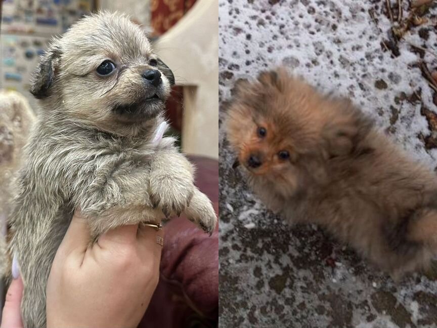 Малыгка чихо шпиц