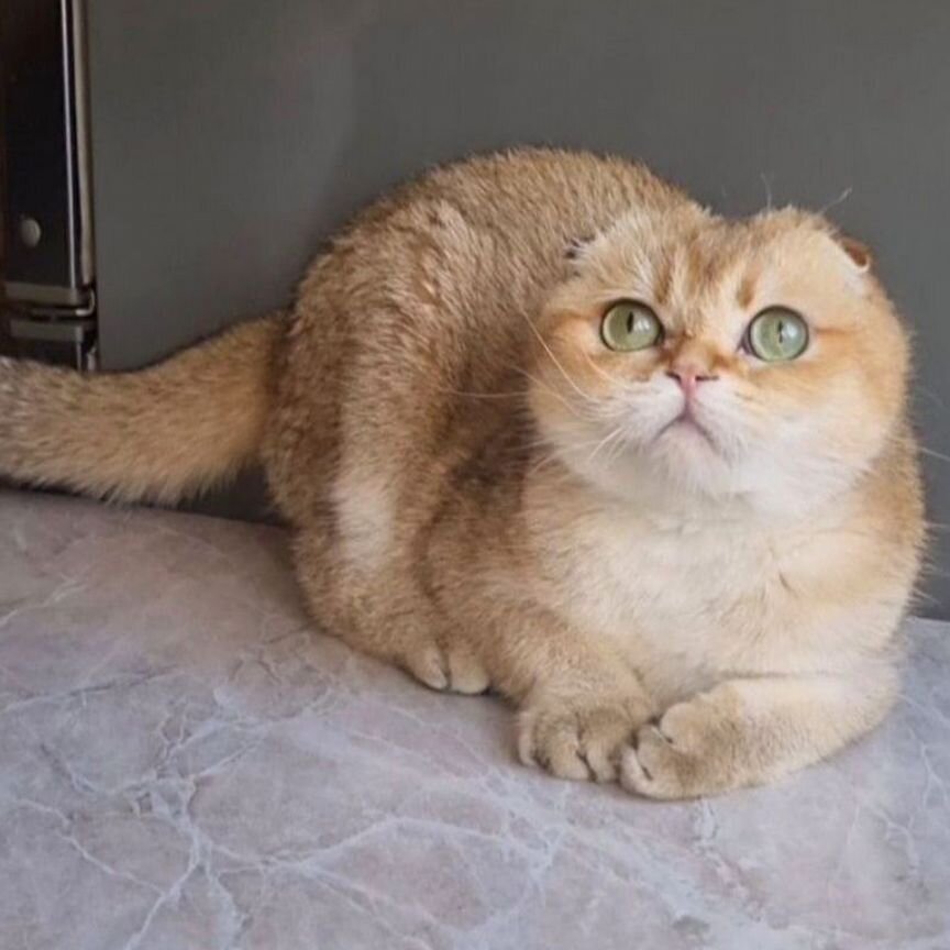 Мальчик золотая шиншилла