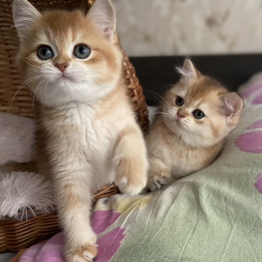 Шотландская кошечка Белла ny 12