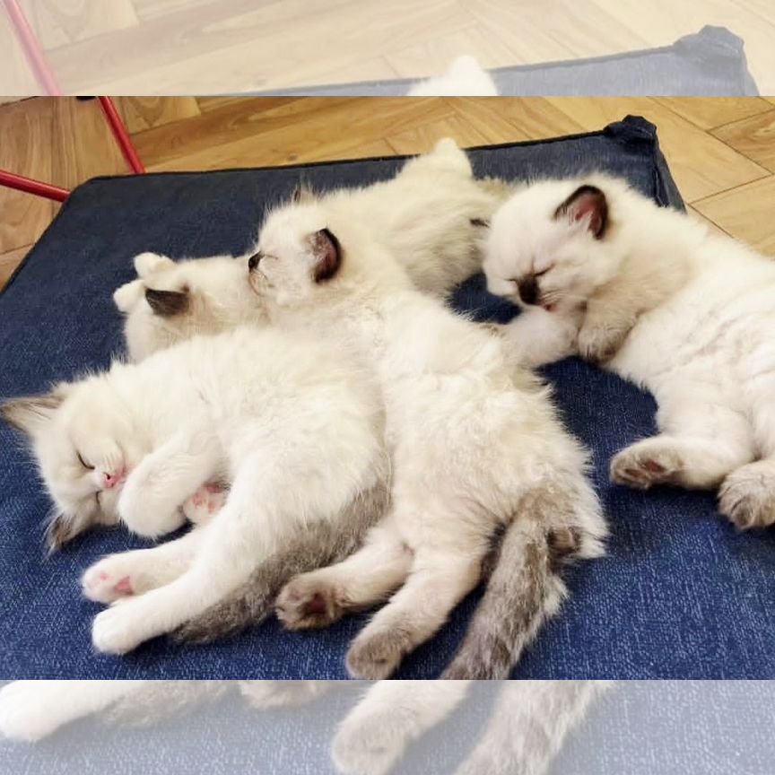 Рэгдолл котёнок