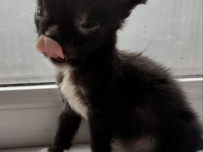 Микро мальчик чихуахуа