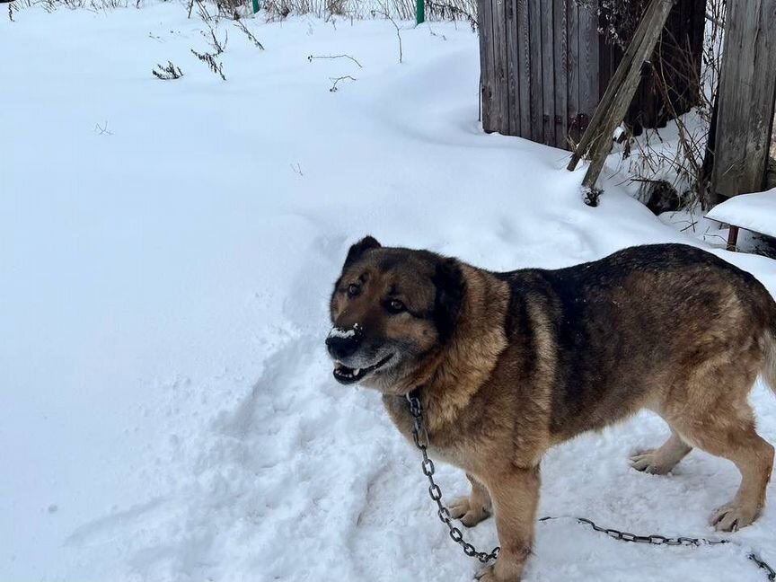 Помесь кавказской овчарки в добрые руки