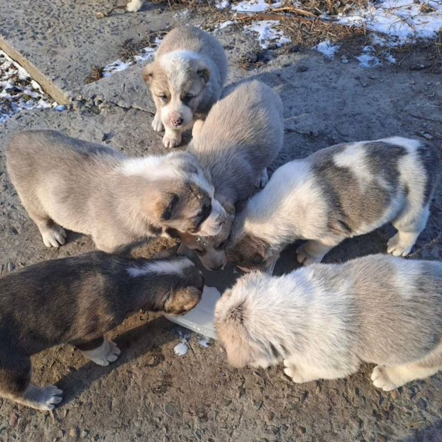 Щенки алабая