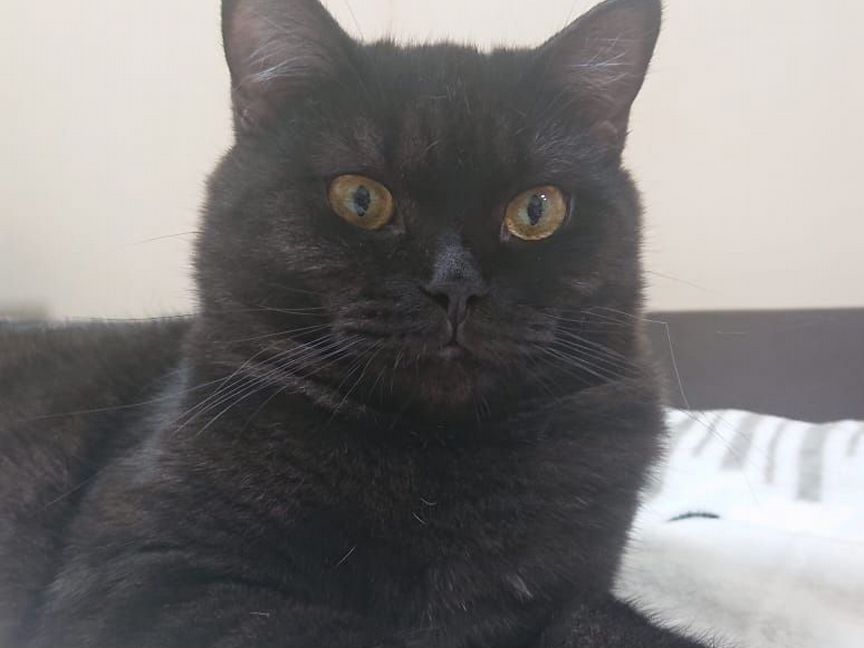 Пупсень ищет дом