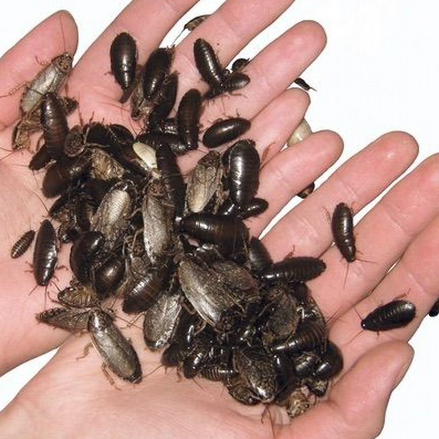 Тараканы,сверчки