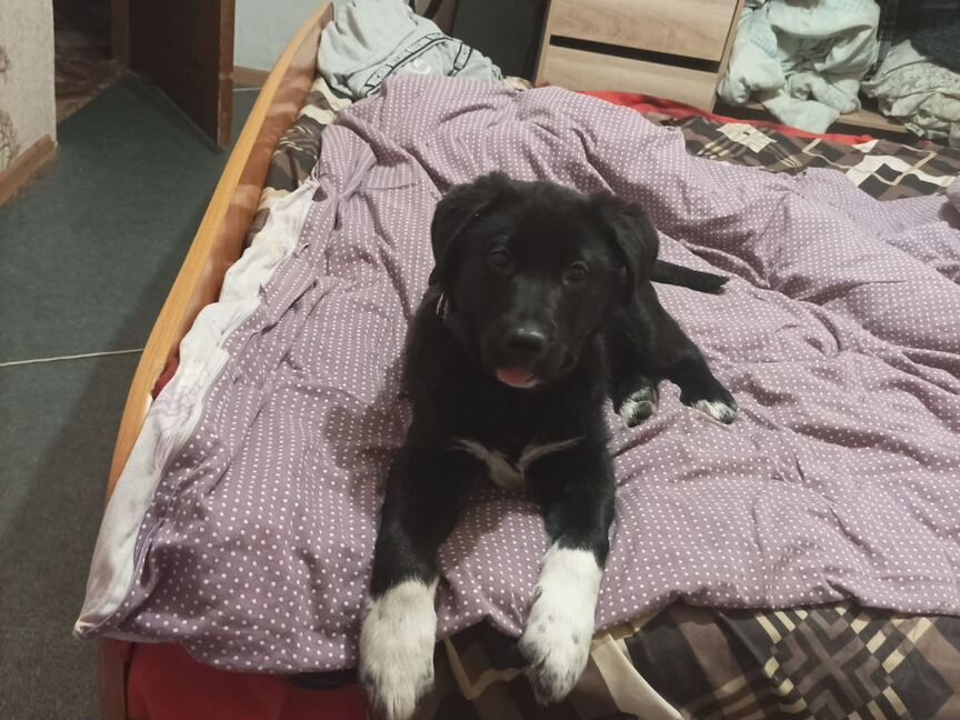 Щенок в добрые руки бесплатно