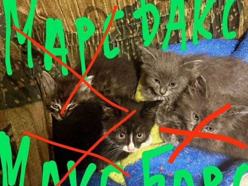 Котята