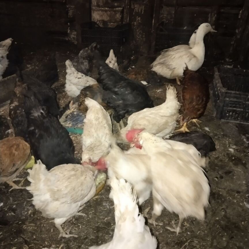 Петух и петушки