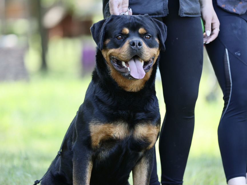 Щенки ротвейлера