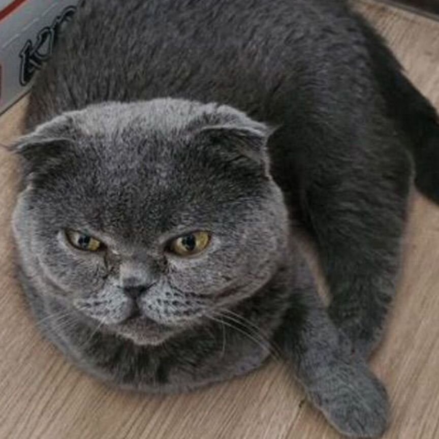 Шотландский вислоухий короткошёрстный кот, взрослый