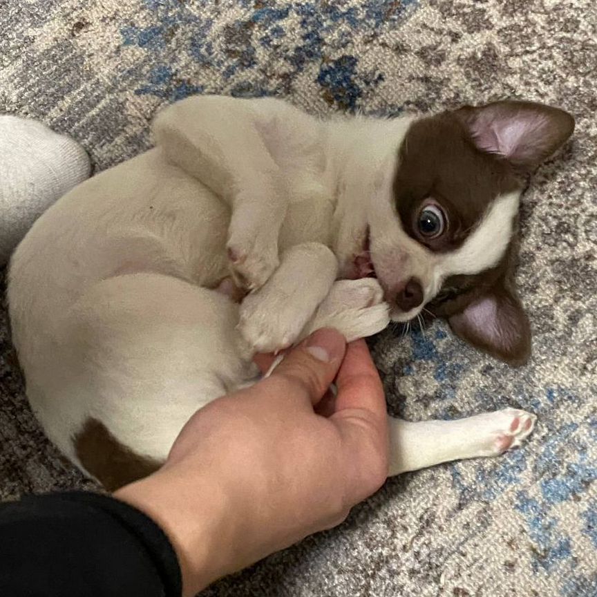 Чихуахуа, щенок