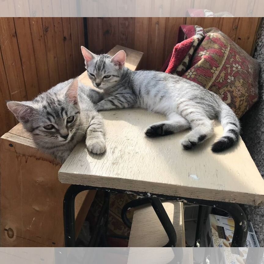 Котята в добрые руки бесплатно