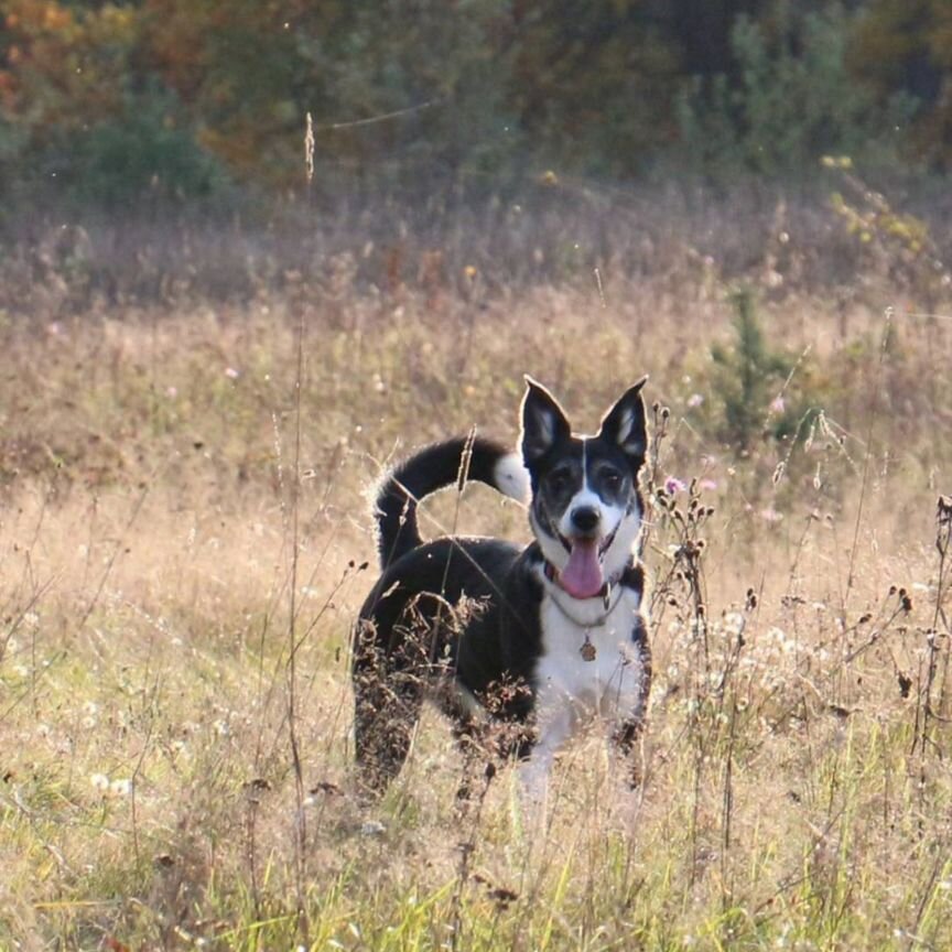 Девочка 4 года