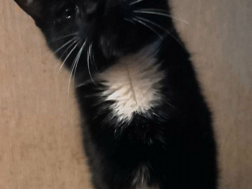 Няшечка милашечка 5мес