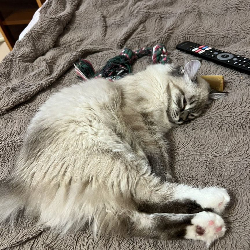 Котятенок в добрые руки
