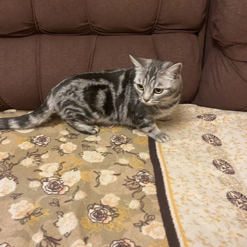 Шотландские прямоухие котята даром