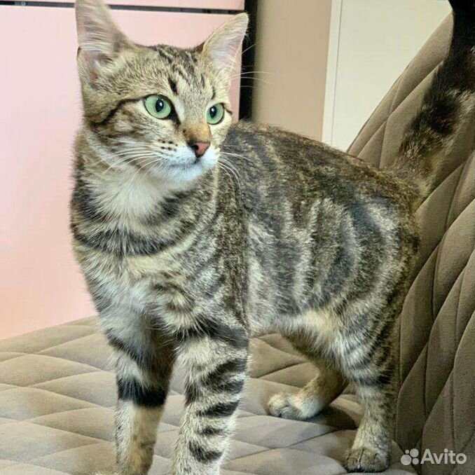 Бусенька, ласковый котёнок, ищет семью