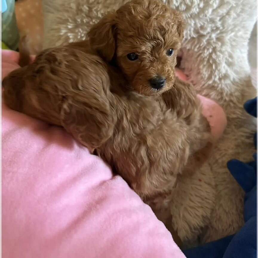 Той-пудель, щенок