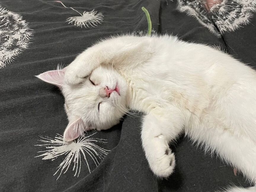 Кот британец на вязку