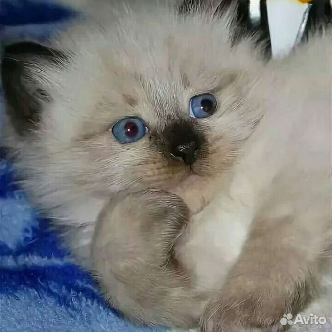 Шикарный Невский маскарадный котик