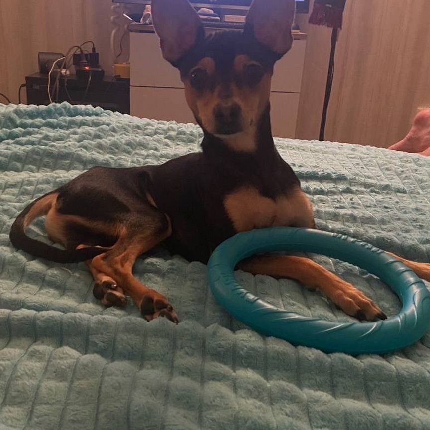 Русский той-терьер, взрослый пёс