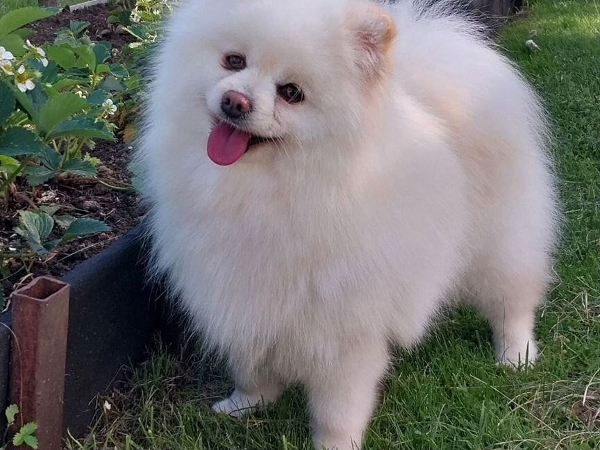 Девочка - немецкий шпиц малый