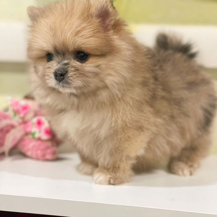 Шпиц Памеранский "Мишка"